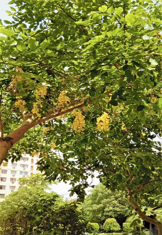 Trees of Ridgewood Estate, Gurgaon